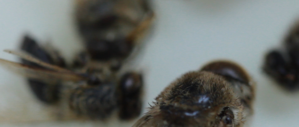 Edward Humphrey | Showcase | The Skinny