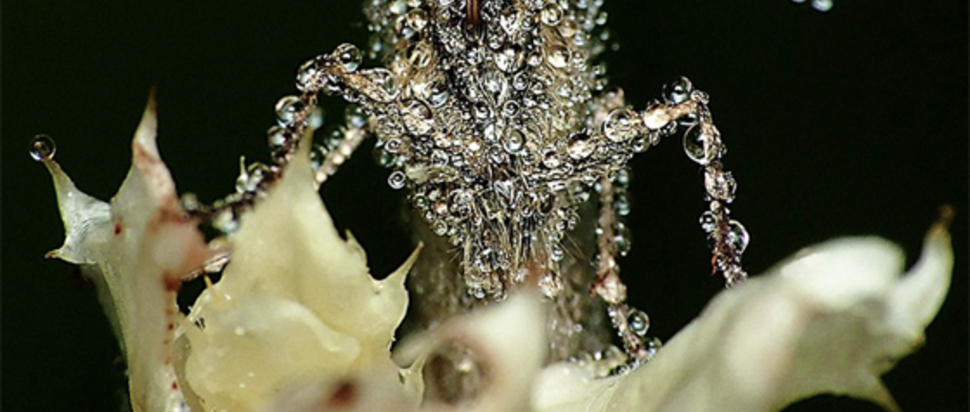 Gang Gang Dance – Eye Contact | The Skinny