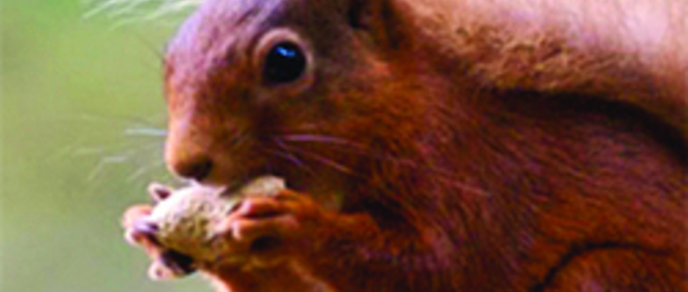 Squirrel Party | The Skinny