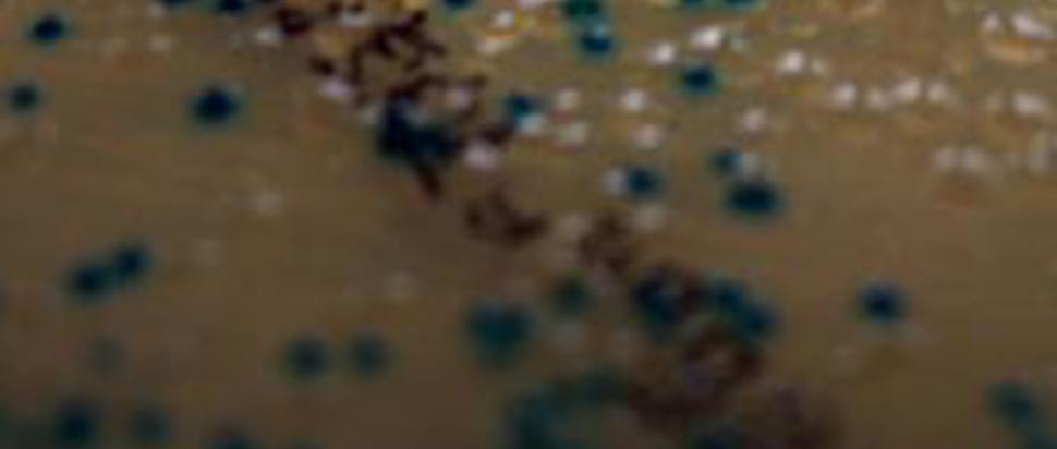 The Foundling Wheel - The Foundling Wheel | The Skinny