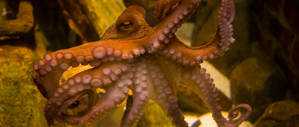 The Life and Times of Paul the Psychic Octopus