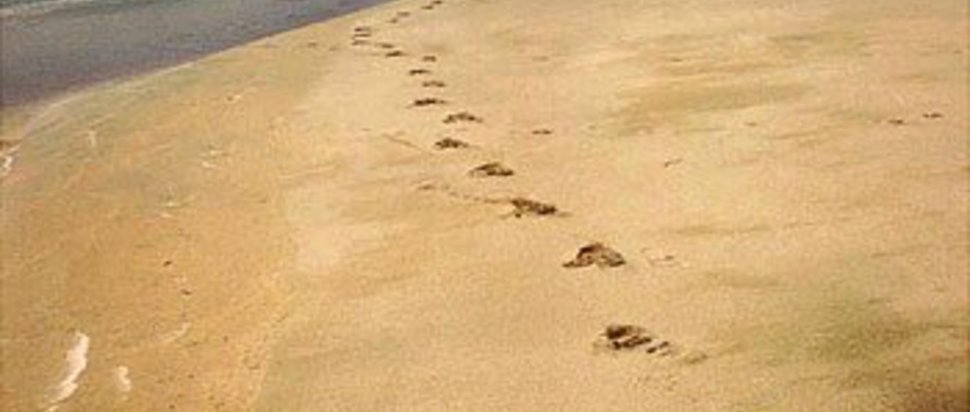 Steve Adey - All Things Real | The Skinny